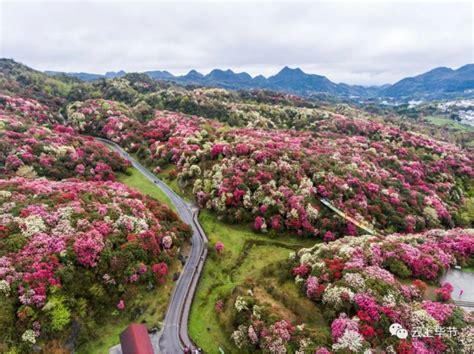 毕节百里杜鹃2022花季启动 国际在线