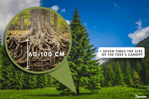 Do Fir Trees Have Deep Roots