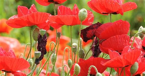 붉은 양귀비꽃이 가득한 꽃축제장