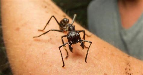 Bullet Ant Sting
