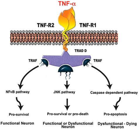 Tnf Signaling Tnf Can Bind With Either Of Its Receptors Tnf R1