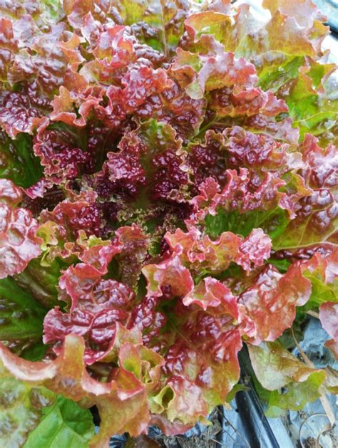青農邸家【菜苗】滿160出貨生菜 萵苣類隨機出 火焰 甜蘿蔓 綠橡葉萵苣 鹿角萵苣 奶油萵苣 紅皺葉萵苣 蝦皮購物
