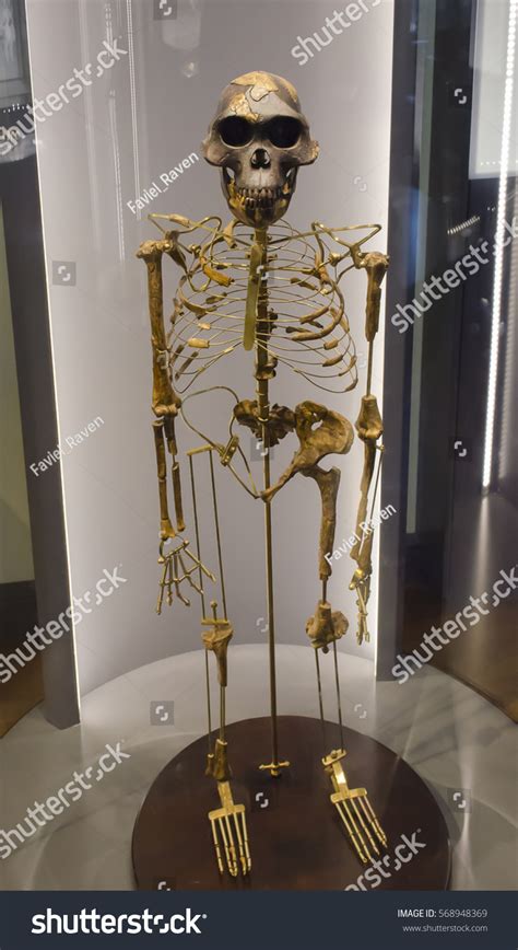 Australopithecus Afarensis Lucy Skeleton