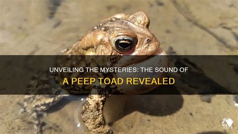 Unveiling The Mysteries The Sound Of A Peep Toad Revealed Petshun