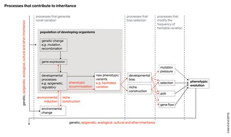 about the ees extended evolutionary synthesis