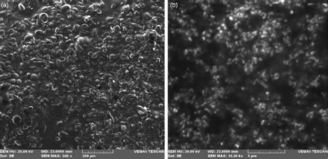 Scanning Electron Micrograph Showing Surface And Morphological Download Scientific Diagram