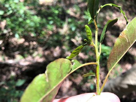 Monococcus Echinophorus From Undullah Qld 4285 Australia On December 20 2020 At 11 40 Am By