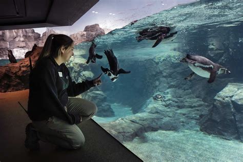 Penguin Swim School Houston