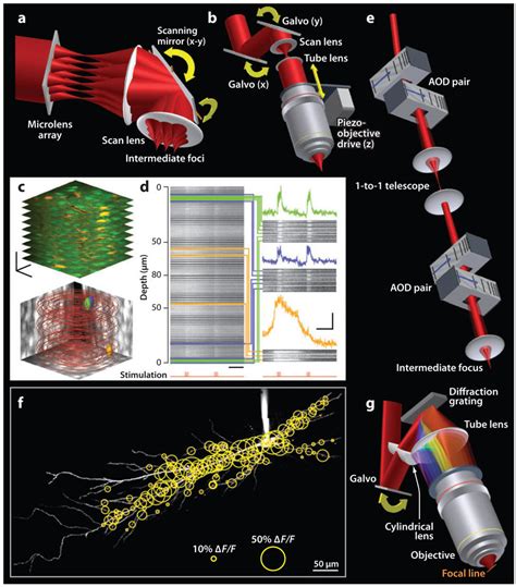 Laser Scanning Techniques For Two Photon Fluorescence Microscopy A Download Scientific
