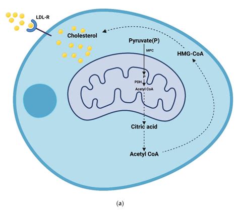 Statins And Male Fertility Is There A Cause For Concern PMC