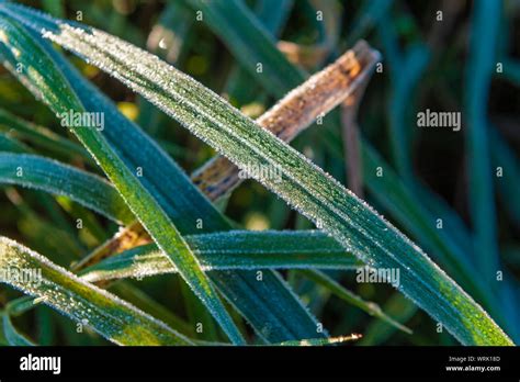 Grass Blade Close Up