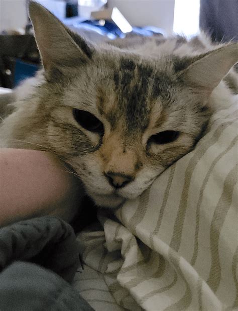 Chloe Waits For Me To Wake Up Every Morning To Feed Her Instead Of