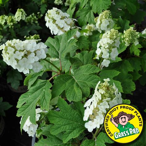 Best Hydrangeas For Shade And Sun Grass Pad