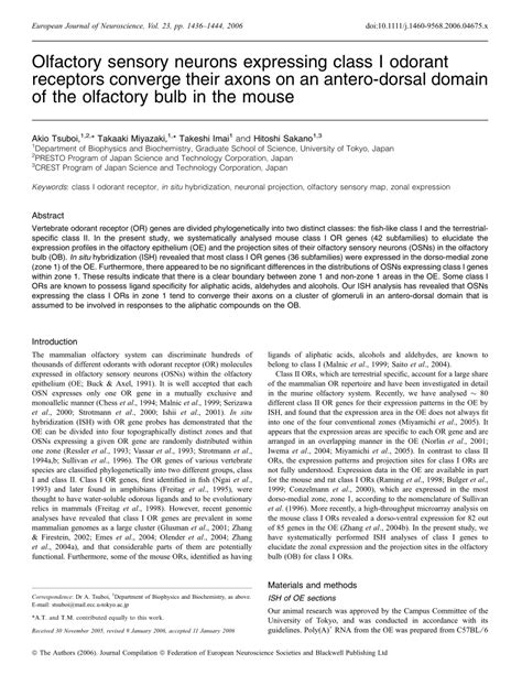 Pdf Olfactory Sensory Neurons Expressing Class I Odorant Receptors Converge Their Axons On An