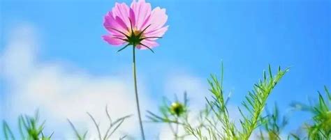 Net Corenet5net6 开源项目：工作流组件 知乎