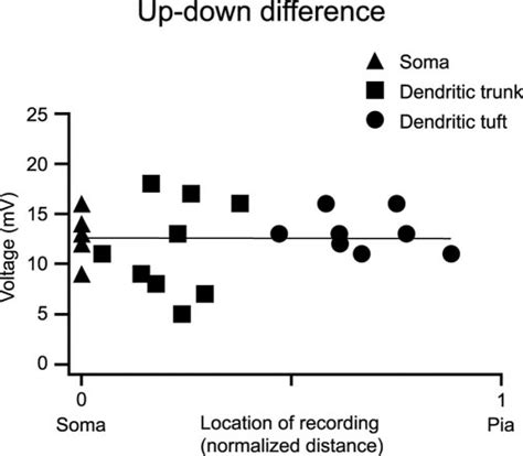 Up State Amplitudes Are Similar Throughout The Dendritic Tree