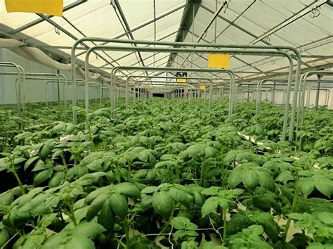 Aeroponicstechnoseeds Ahmed Magdi