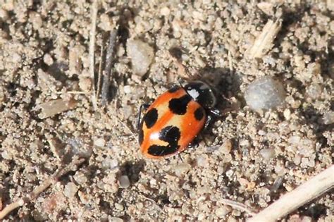 Parenthesis Lady Beetle Hippodamia Parenthesis Hippodamia