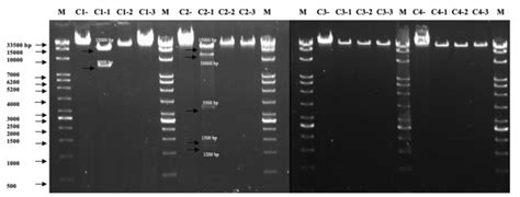 Restriction Fragment Length Polymorphisms Rflps Analysis Of C1 C2 Download Scientific