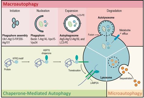 Exploiting Autophagy In Multiple Myeloma