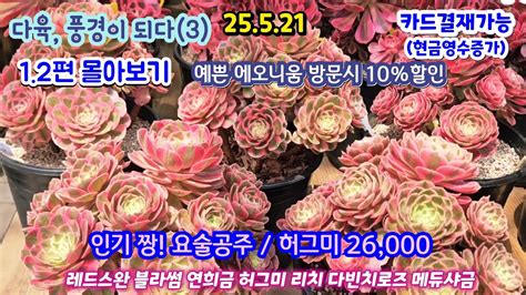 다육풍경이되다3 12편 몰아보기 예쁜 에오니움 허그미 리치 작은소품 연희금 배반의장미 16000 ~ 다빈치로즈 요술공주 블라썸 레드스완 Youtube