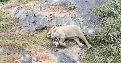 Sassy Parrot Has Vet Tech In Laughter During Nail Trim