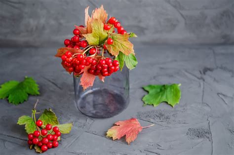 회색 콘크리트 배경에 유리 화병에 빨간 단풍잘 빨간 Viburnum 열매 10월에 대한 스톡 사진 및 기타 이미지 10월 9월 가을 Istock