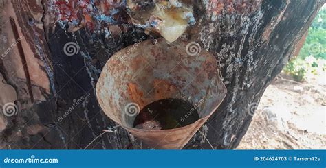 Gum Coming Out Of Trees And Collecting In Brass Stock Image Image Of Including Captivating