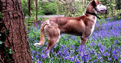 my husky labrador cross or my huskador if you will imgur
