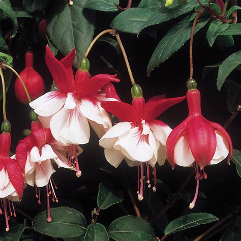 Buy Unusual Award Winning Trailing Fuchsia Collection For Less With J