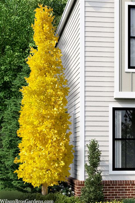 Buy Goldspire Ginkgo Tree Free Shipping Wilson Bros Gardens 3 Gallon Pot