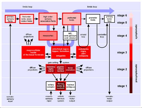 Structure Of Olfactory Bulb Semantic Scholar