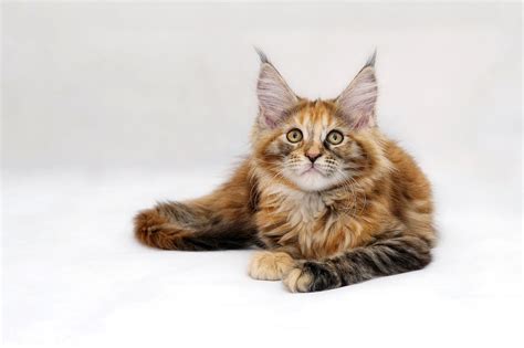 Cat Maine Coon Breed Young Free Photo On Pixabay Pixabay