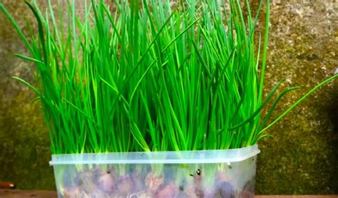 Як виростити цибулю з насіння й отримати багатий урожай