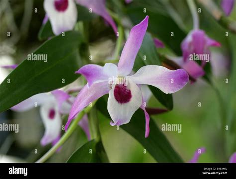 Dendrobium Cassiope Orchidaceae Dendrobium Cassiope Is A Primary Hybrid Between Dendrobium