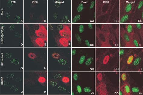 Pml And Daxx Distribution In Cells Infected With The Mutants Hel Cells Download Scientific