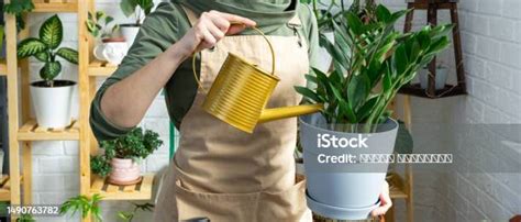 한 여자가 집 안의 선반에서 사랑으로 자란 물뿌리개에서 희귀종 컬렉션에서 집 식물에 물을 줍니다 가정 식물 재배 온실 물 균형 30 34세에 대한 스톡 사진 및 기타 이미지