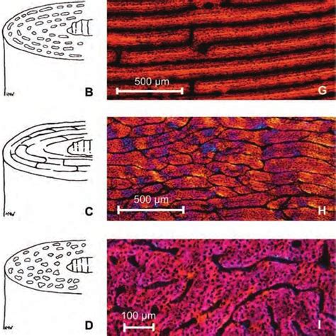 41 Embedding Procedure For EpoThin Epoxy Resin Please Review Download Scientific Diagram