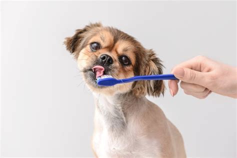 How To Take Care Of Your Dogs Teeth At Home