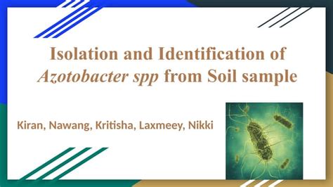 Isolation And Identification Of Azotobacter 1 Pptx