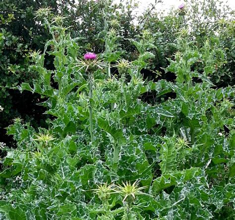 Milk Thistle Naturespot