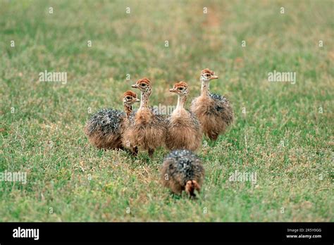 South African Ostrich Struthio Camelus Australis Chicks Kruger
