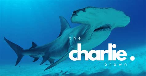 Sharks Adapt To Their Environment Lessons In Flexibility And