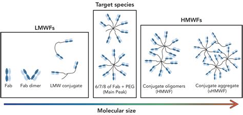 Development Of A Size Exclusion Chromatography Method To Characterize A