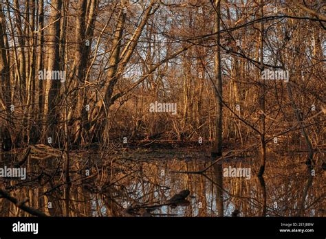 Trees In A Flooded Forest Trees Stand In The Water Trees In A Swamp Stock Photo Alamy