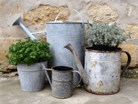 Collection Of Old Metal Watering Cans And Potted Plants The Watering