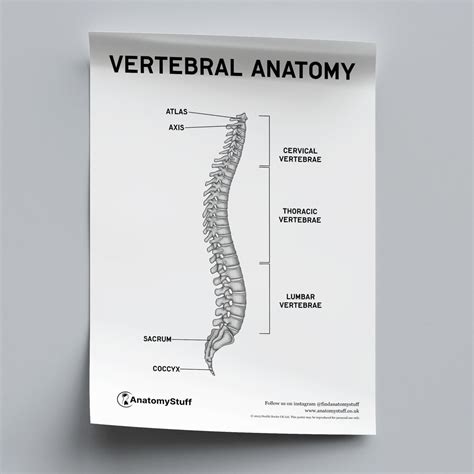 Vertebral Anatomy Pdf Poster Spine Anatomy Download Anatomystuff