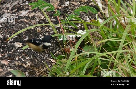 Seed Eater Stock Videos And Footage Hd And 4k Video Clips Alamy