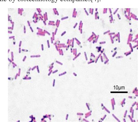 Figure 1 From Fuzzy Clustering Techniques For Image Segmentation Using Microscopic Images