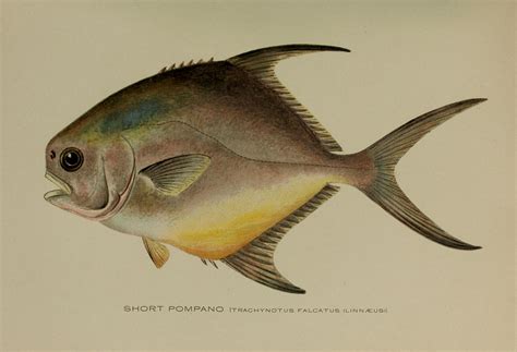 Permit Fish